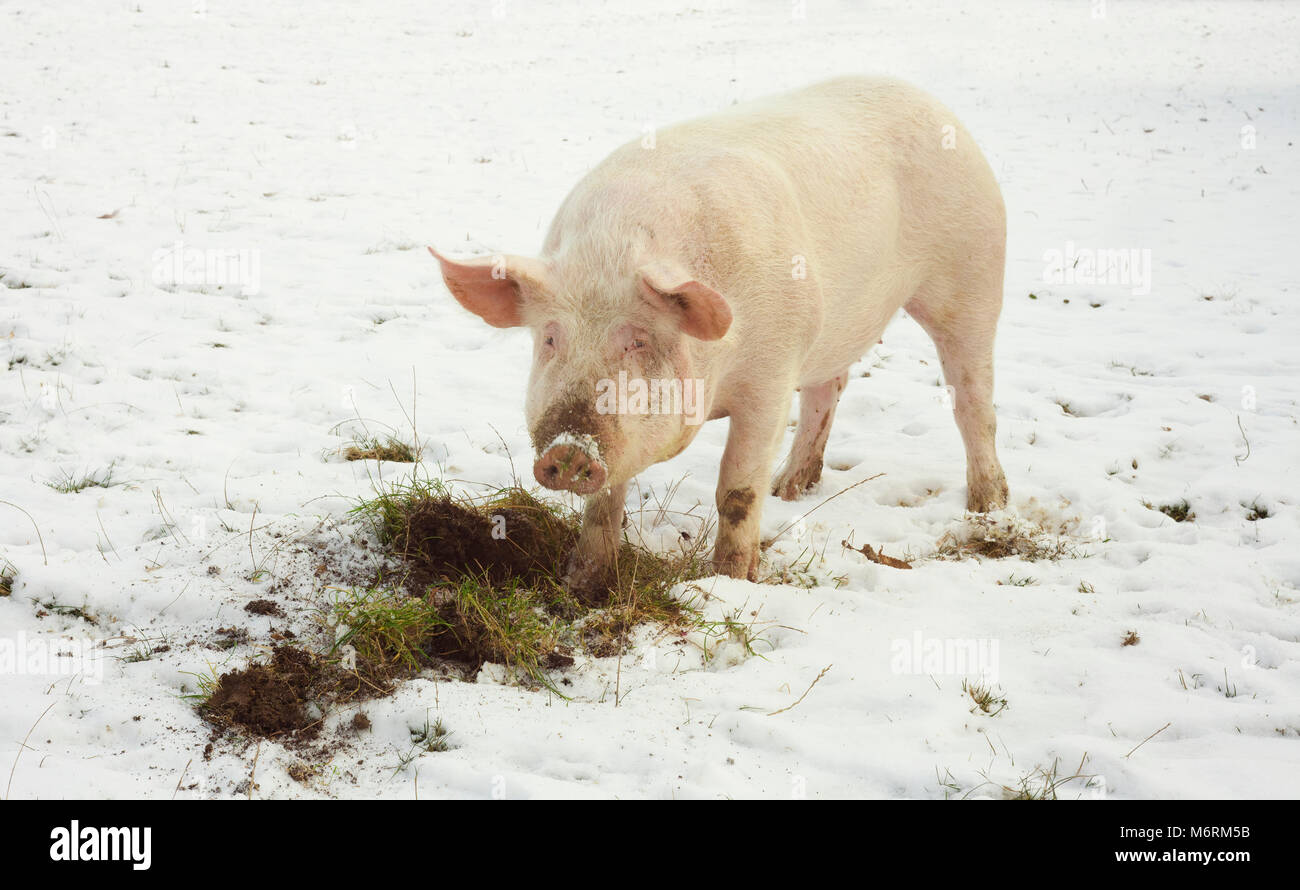 domestic pig, farm animal eating grass in winter scene Stock Photo - Alamy