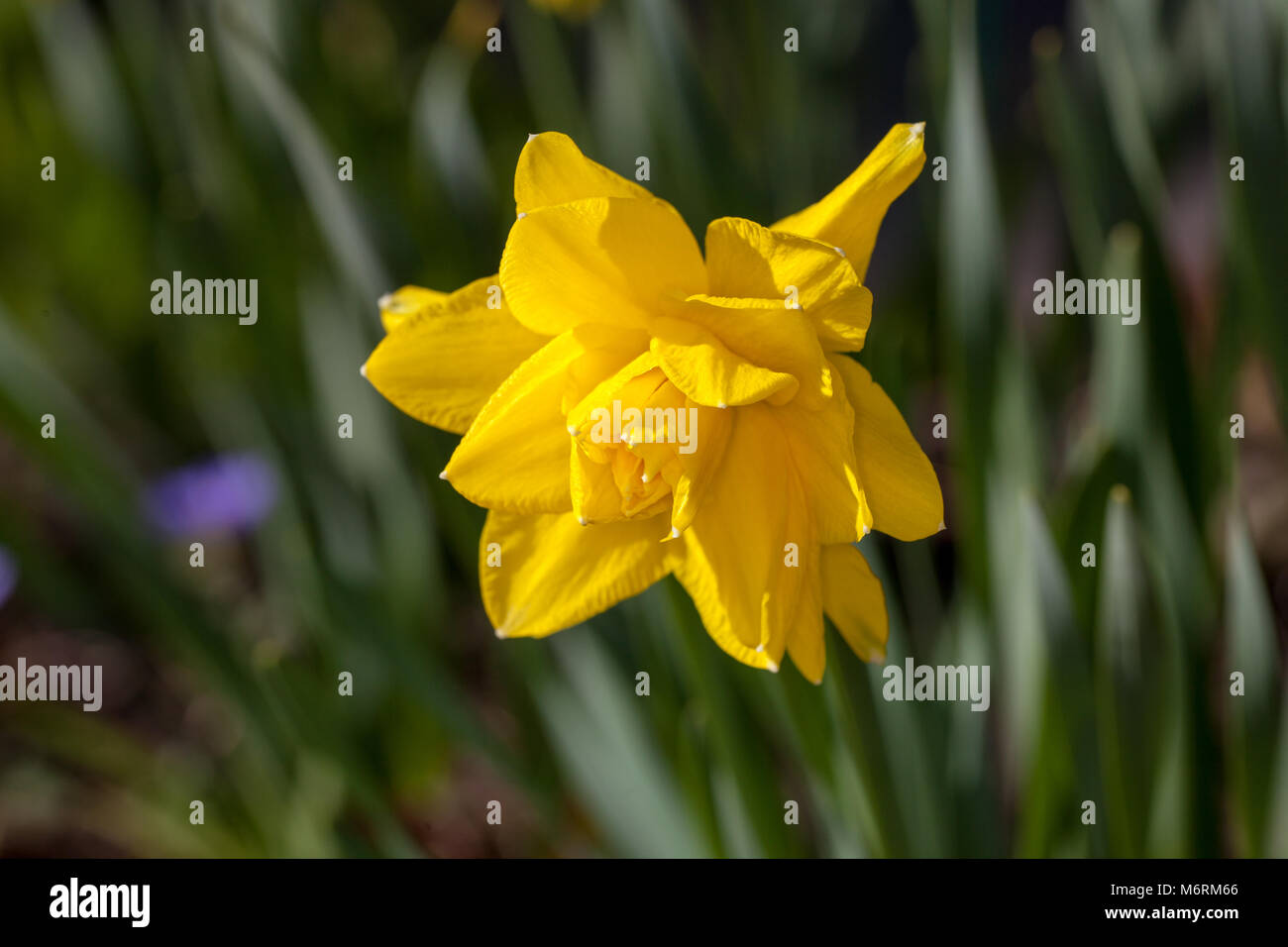 'Golden Ducat' Daffodil, Påsklilja (Narcissus Stock Photo - Alamy