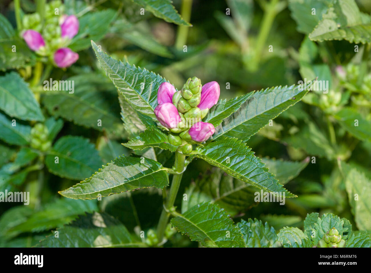 Pink turtlehead, Lila sköldpaddsört (Pink turtlehead Stock Photo - Alamy
