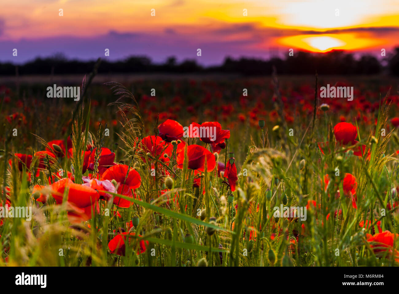 Poppy fields on sunset Stock Photo - Alamy