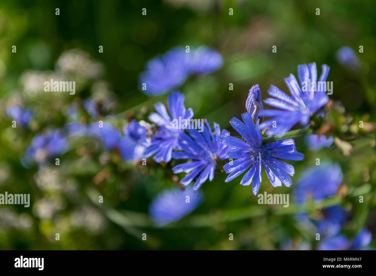 Common chicory or Cichorium intybus Stock Photo - Alamy