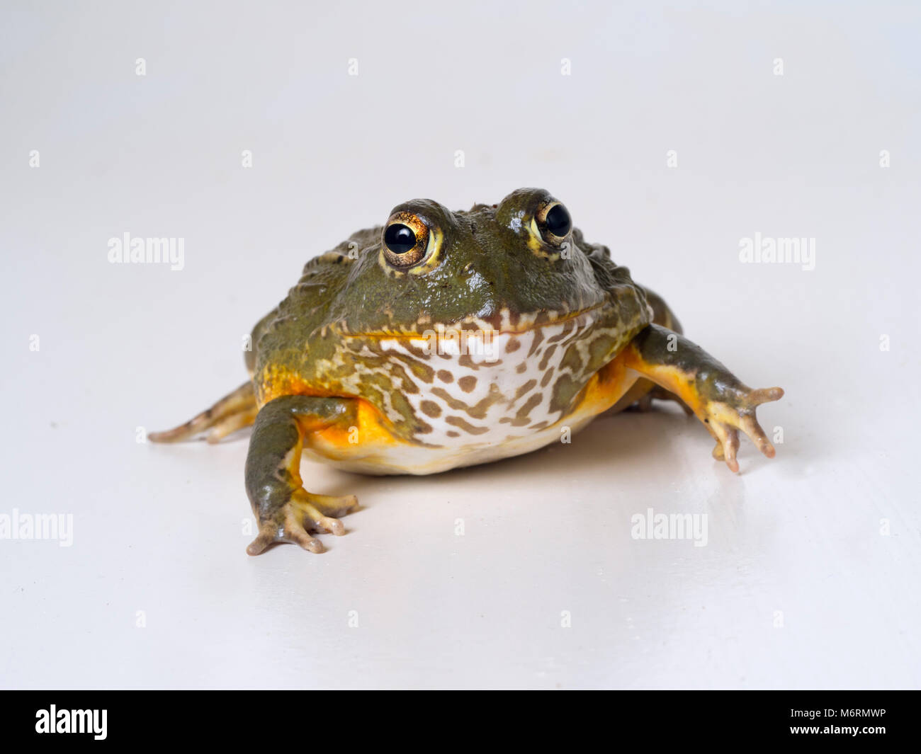 Eating insects hi-res stock photography and images - Alamy