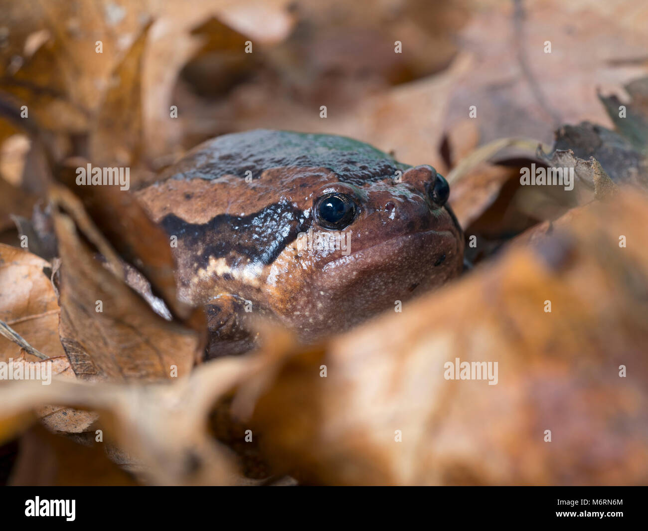 Chubby frog hi-res stock photography and images - Alamy