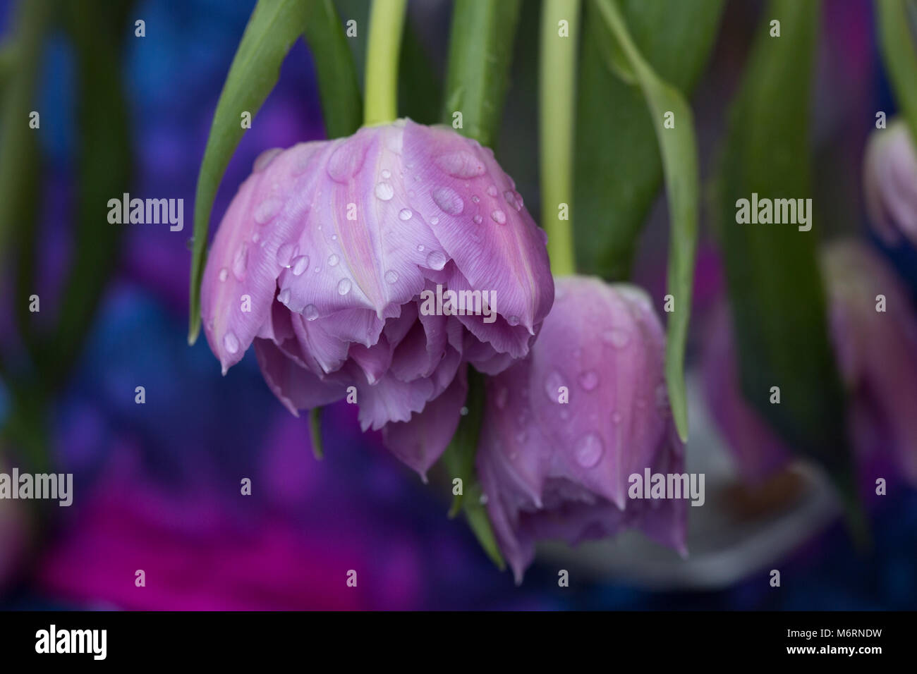 Frozen tulips in an English garden Stock Photo - Alamy