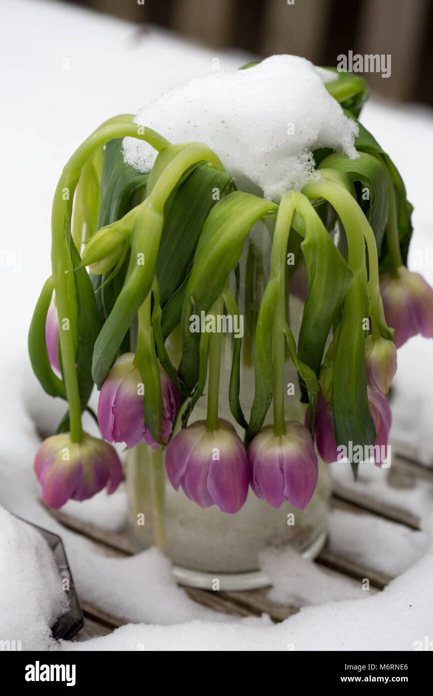Frozen tulips hi-res stock photography and images - Alamy