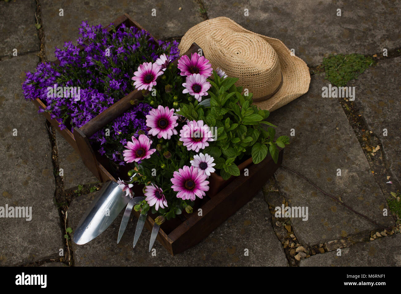 Spring flowers in an English garden Stock Photo - Alamy