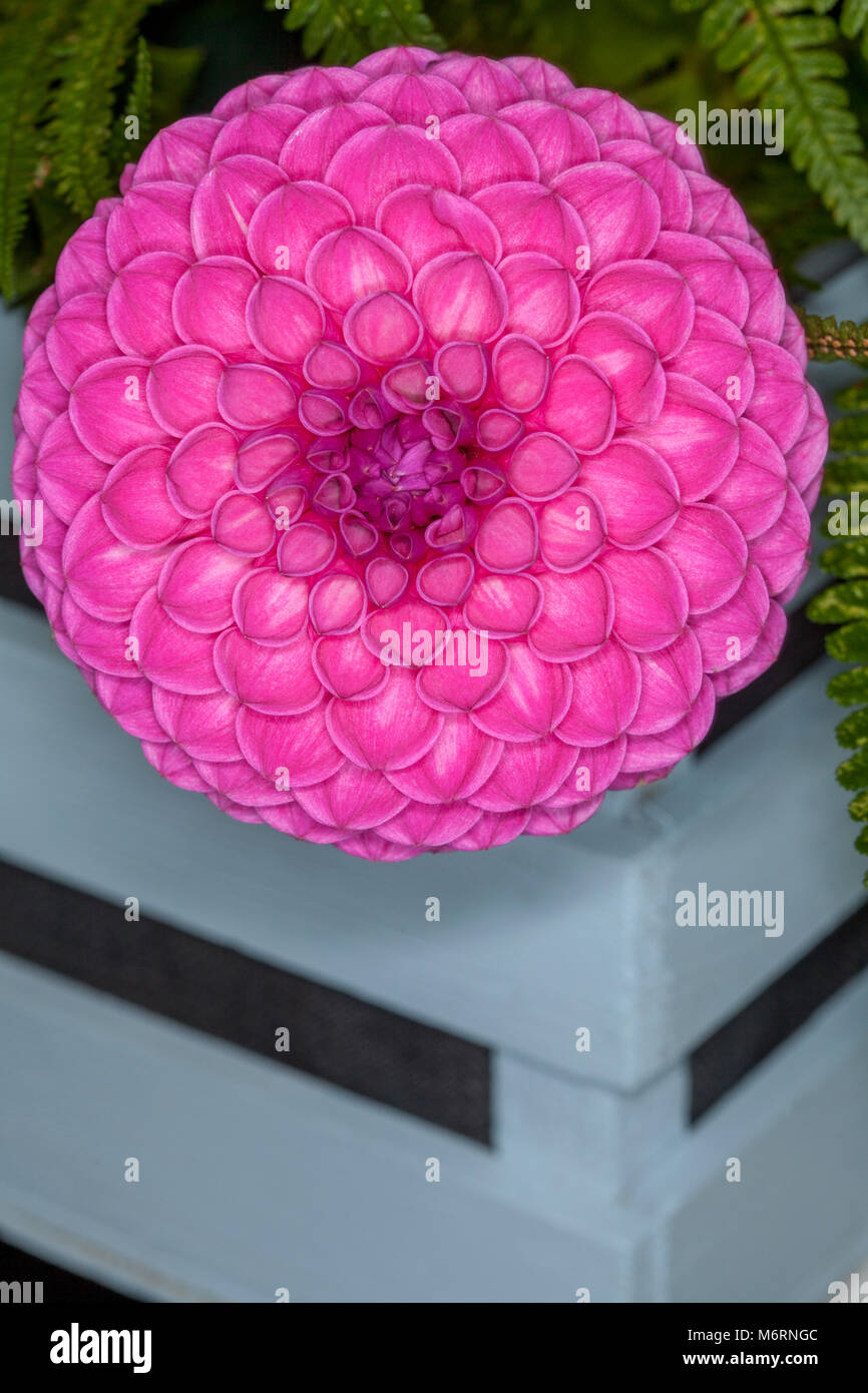 Jomanda High Resolution Stock Photography and Images - Alamy