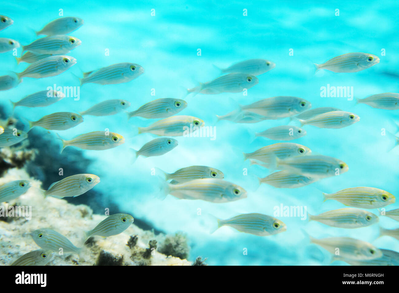 Salema fish hi-res stock photography and images - Alamy