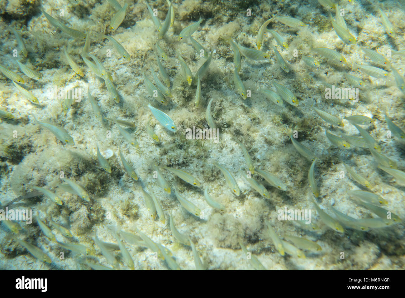 Passage Fish Salema Stock Photo - Alamy