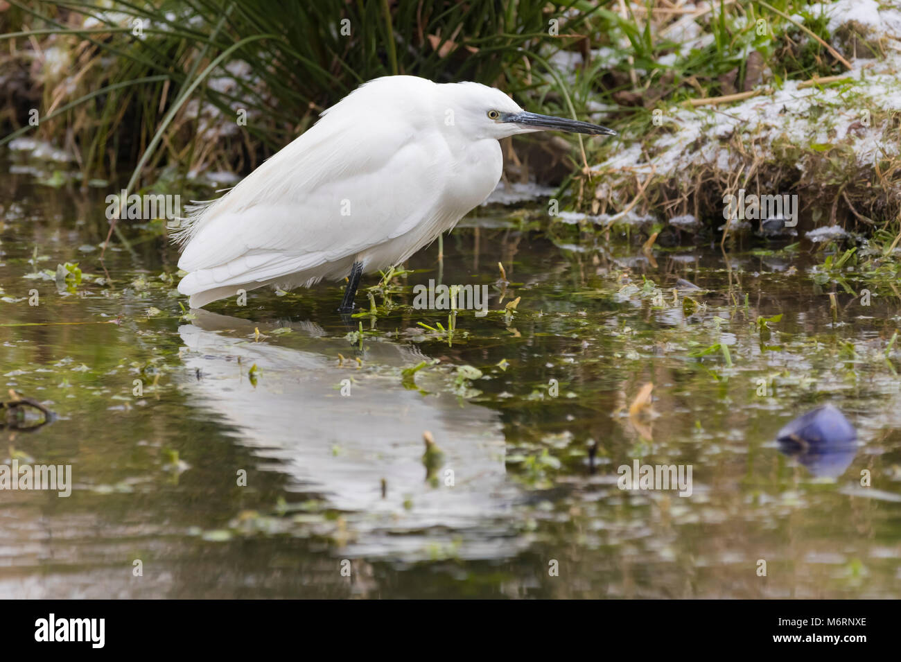 Little Egret bird (Egretta garzetta) standing in water waiting for fish ...