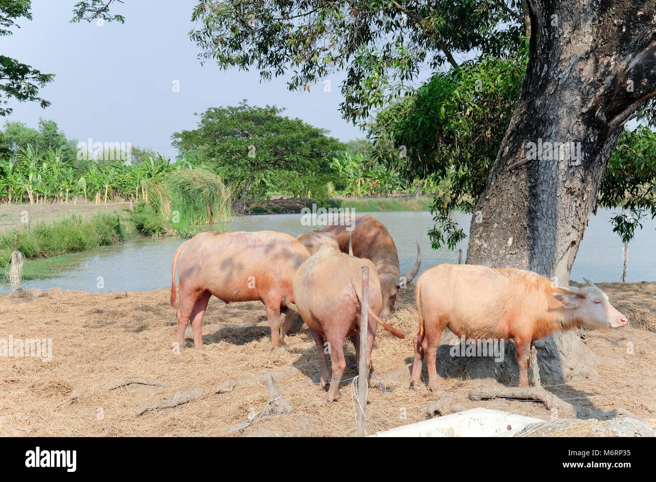 Buffalo chew hay, livestock in countryside thailand Stock Photo - Alamy