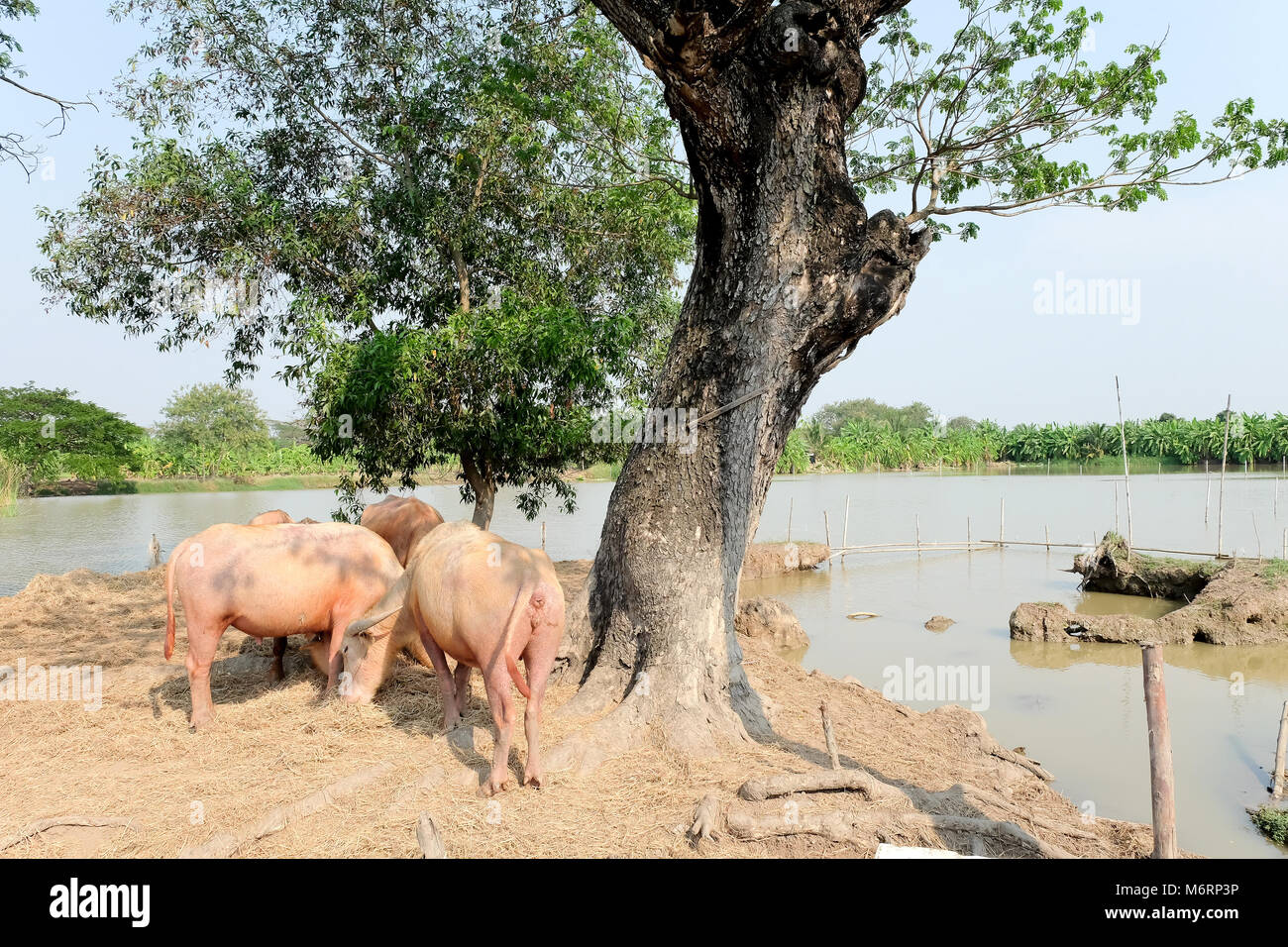 Bull chewing hay hi-res stock photography and images - Alamy