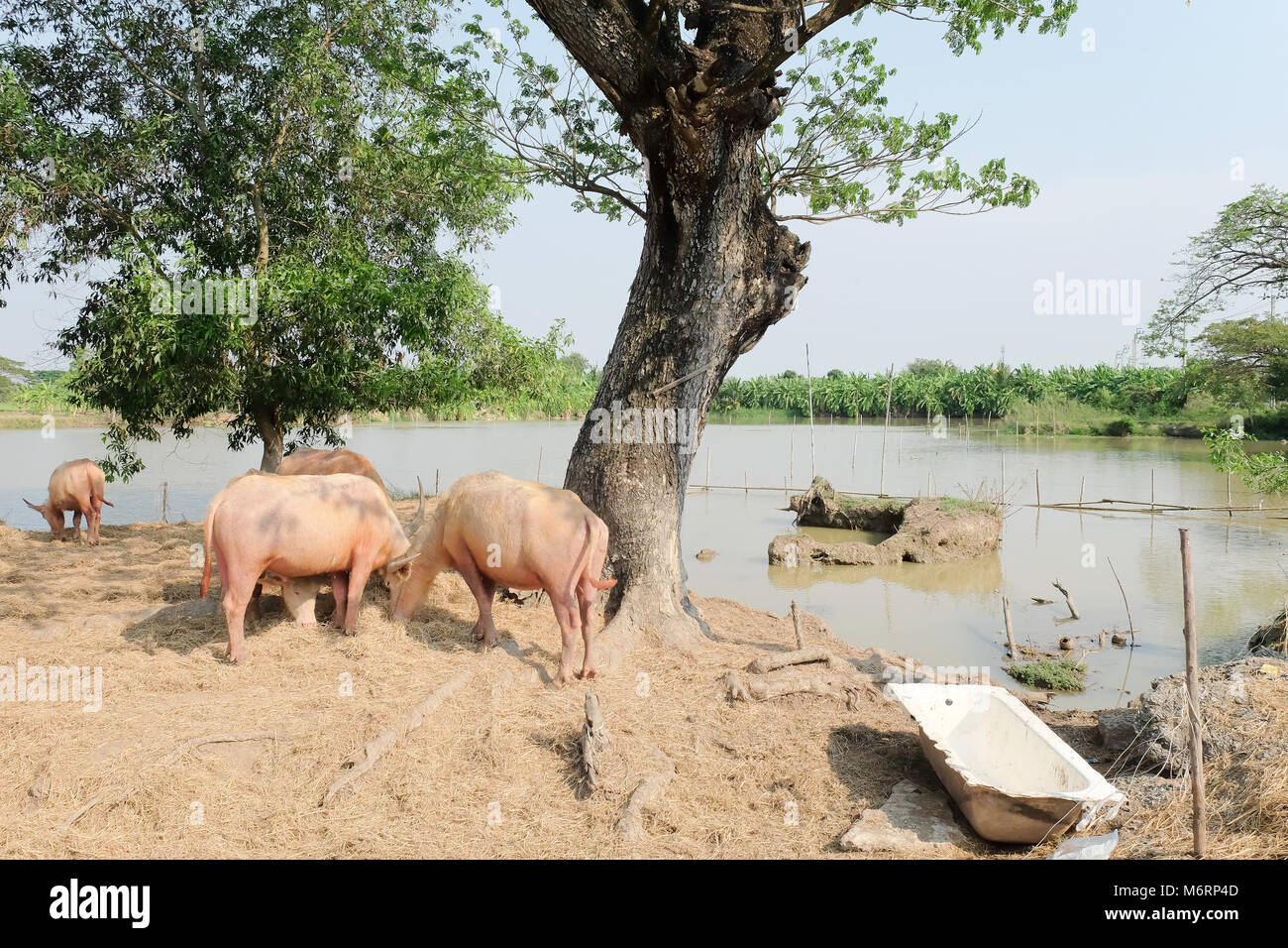 Bull chewing hay hi-res stock photography and images - Alamy