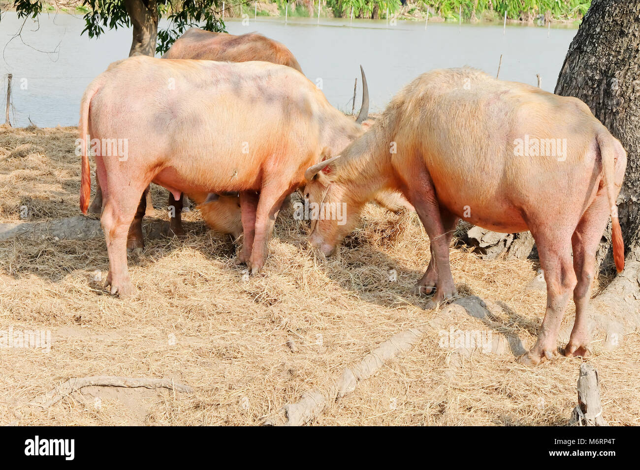 Bull chewing hay hi-res stock photography and images - Alamy