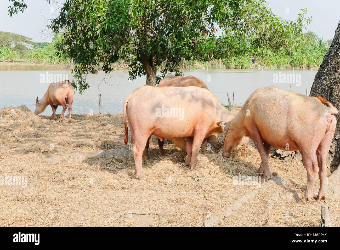 Buffalo chew hay, livestock in countryside thailand Stock Photo - Alamy