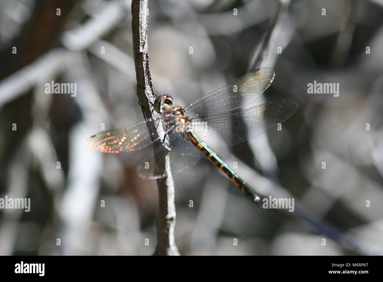 A Dragonfly resting on a dead tree branch Stock Photo - Alamy