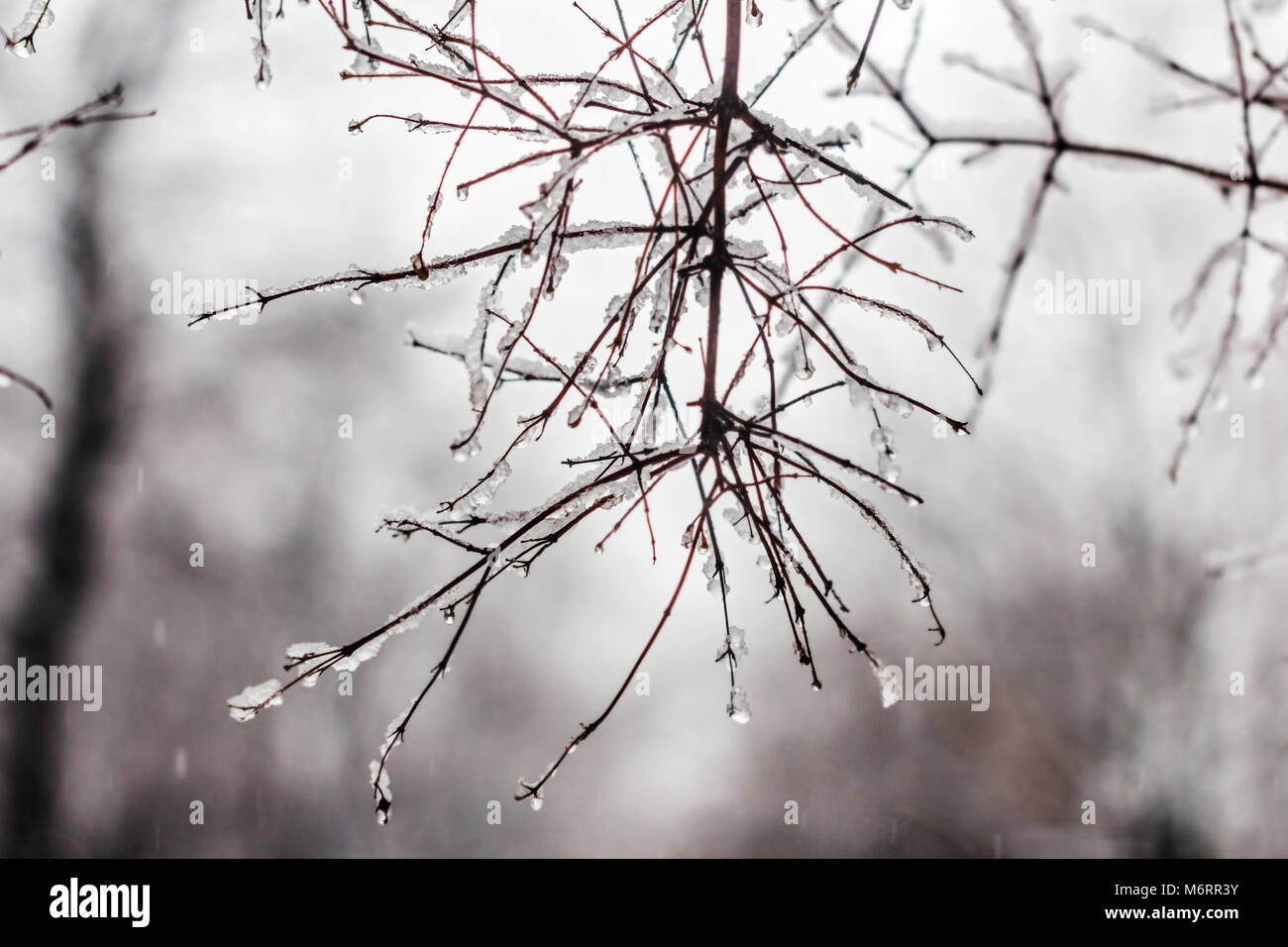 Drops of snow hi-res stock photography and images - Alamy