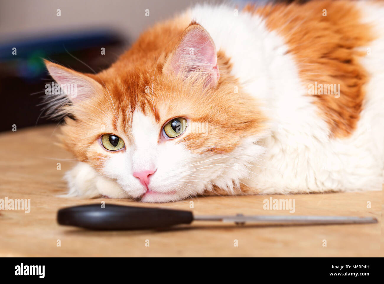 Master scissors hi-res stock photography and images - Alamy