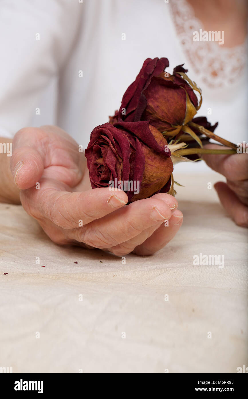 Dried out red roses in the palms of an old woman Stock Photo - Alamy