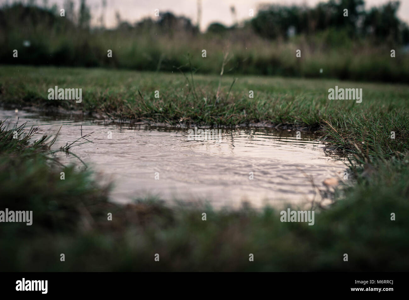 Close up of water puddle in the garden Stock Photo - Alamy