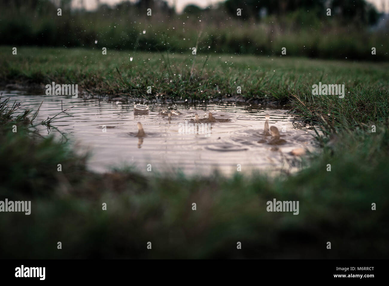 Close up of water puddle in the garden Stock Photo - Alamy