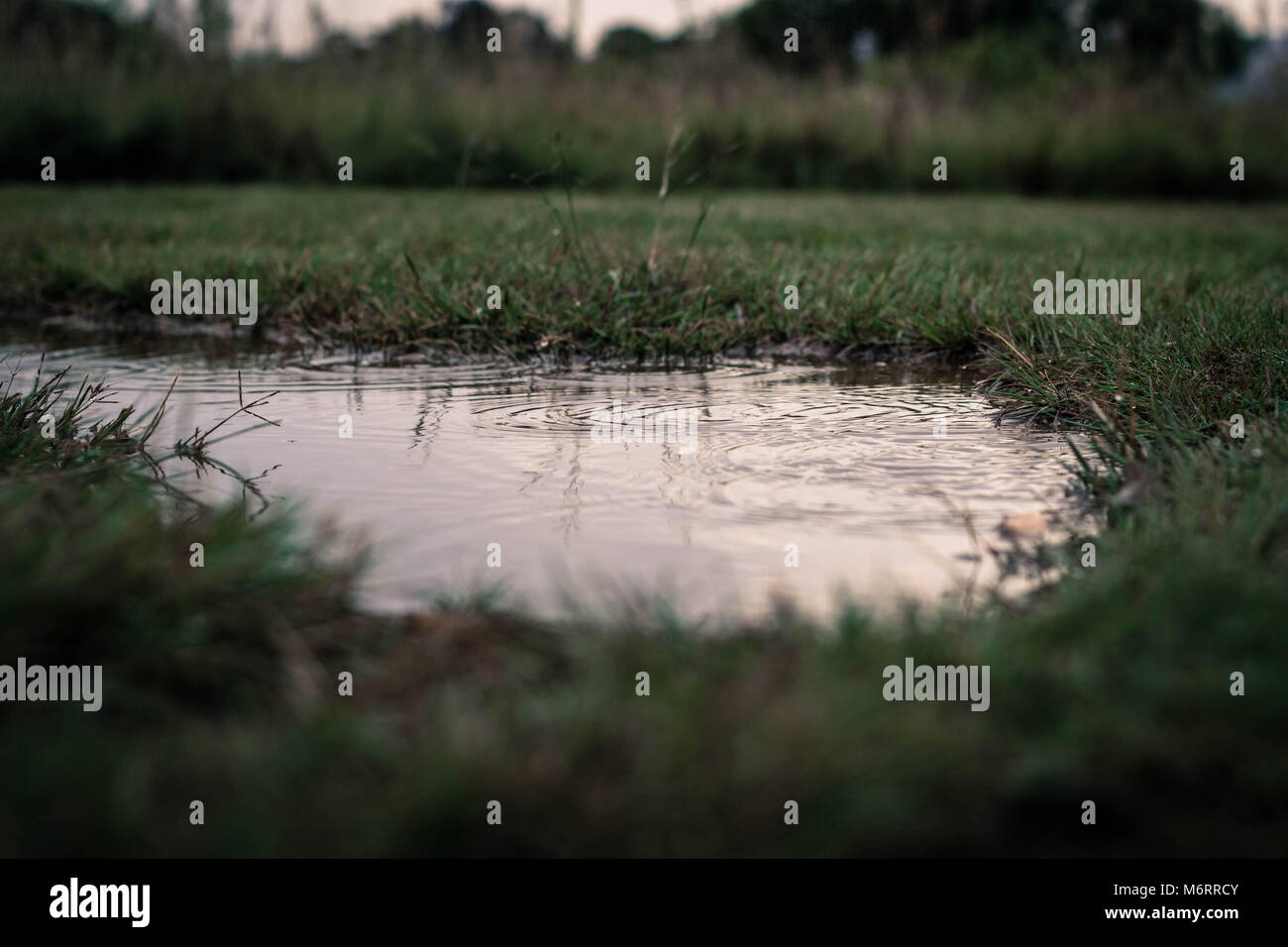 Close up of water puddle in the garden Stock Photo - Alamy