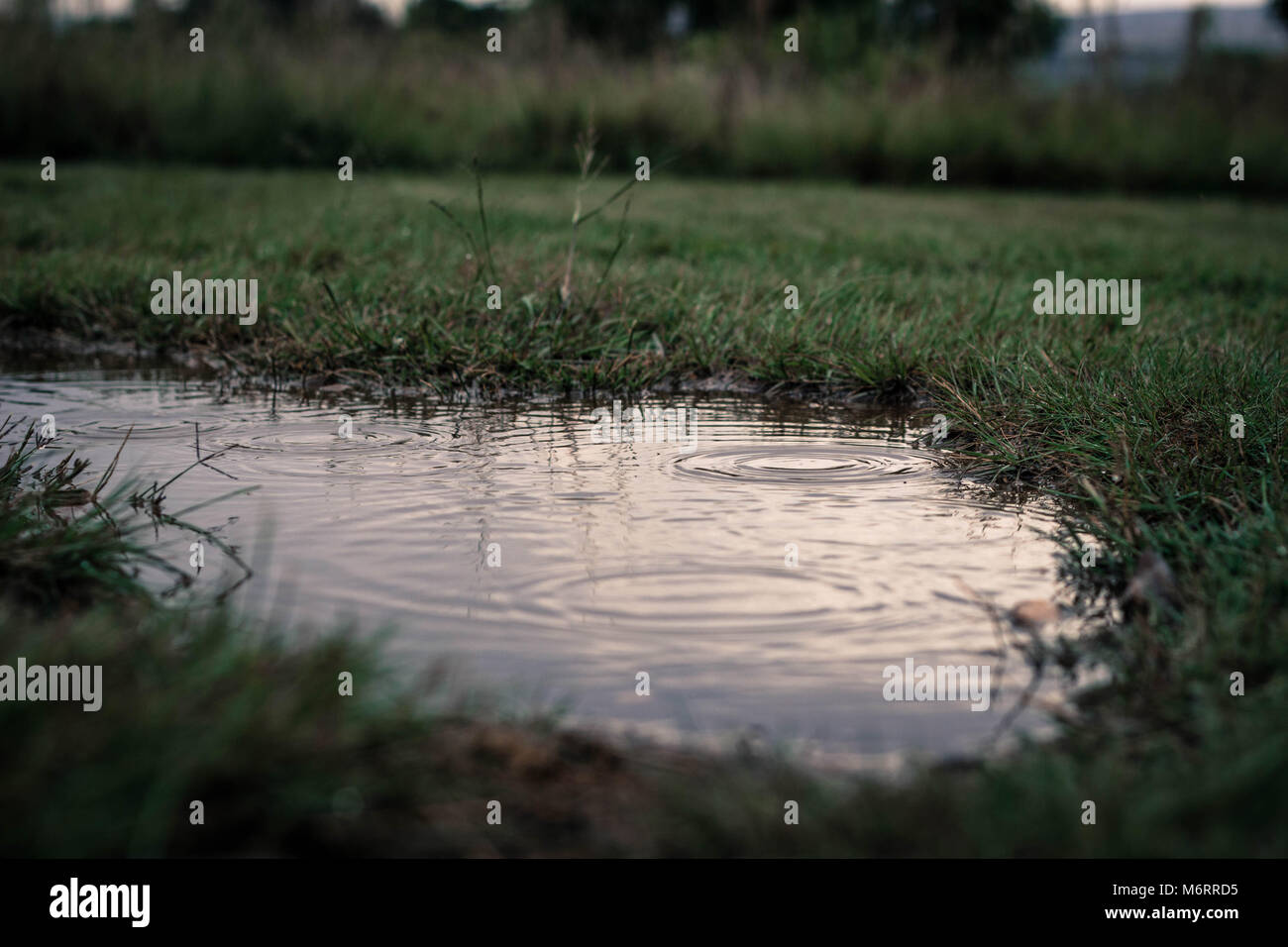 Close up of water puddle in the garden Stock Photo - Alamy
