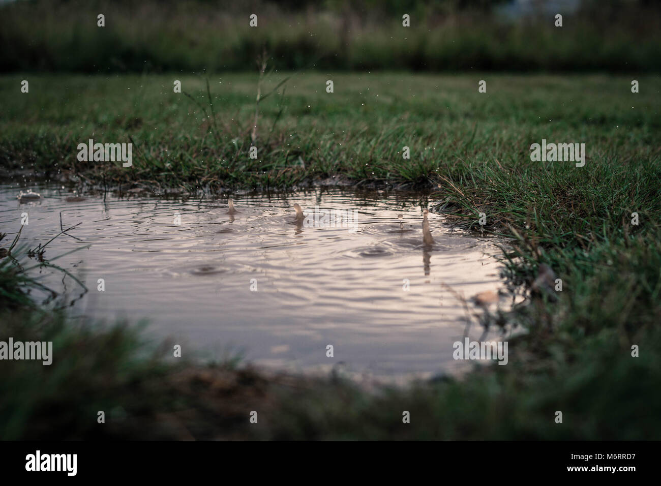 Close up of water puddle in the garden Stock Photo - Alamy
