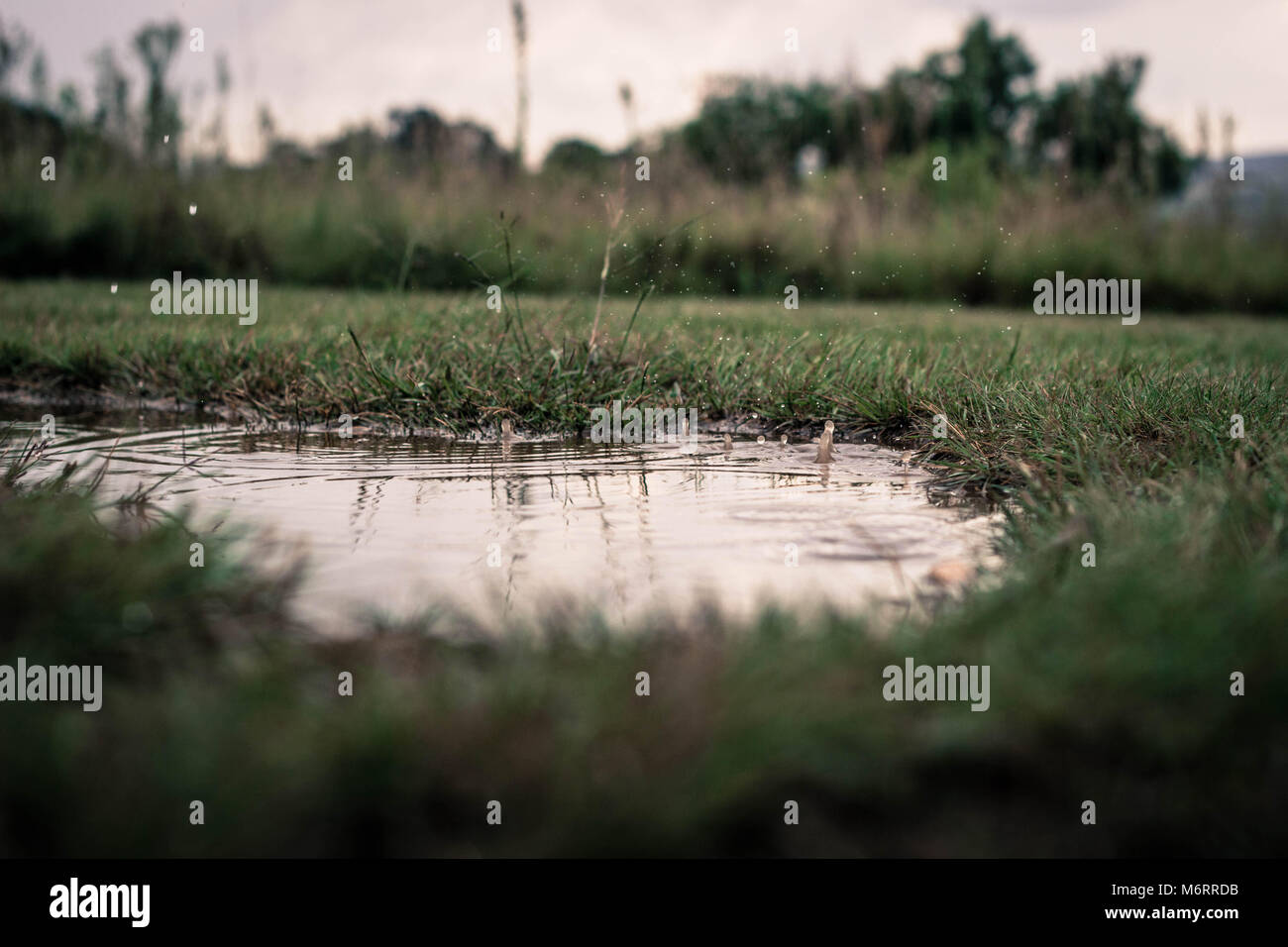 Close up of water puddle in the garden Stock Photo - Alamy