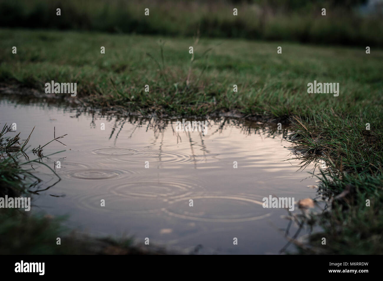 Close up of water puddle in the garden Stock Photo - Alamy