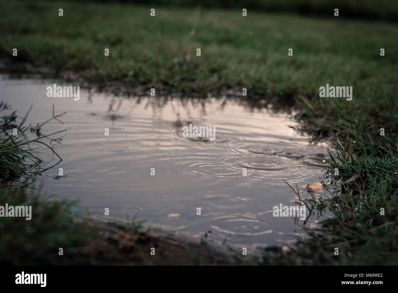 Close up of water puddle in the garden Stock Photo - Alamy