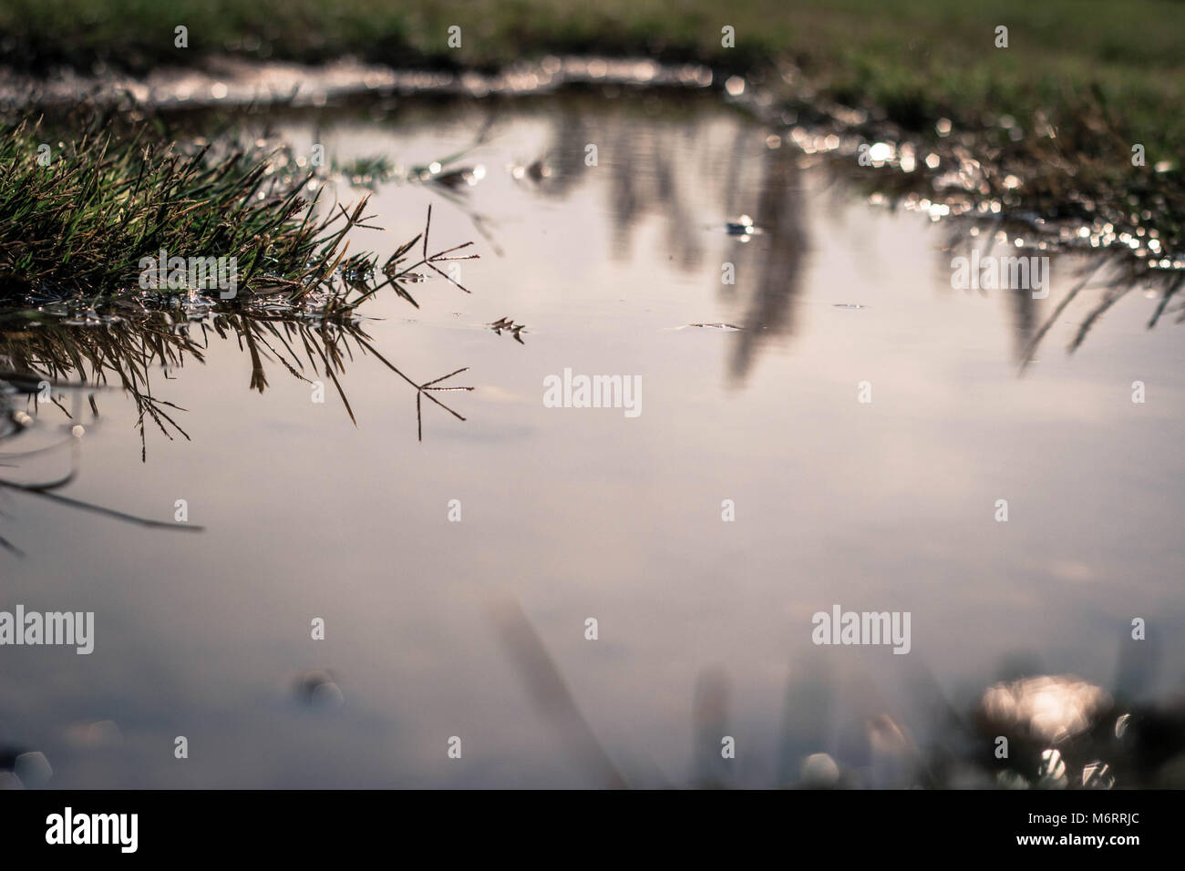 Plant rain puddle hi-res stock photography and images - Alamy