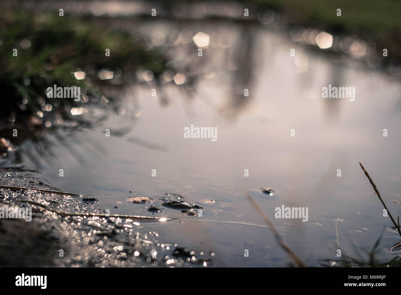 Plant rain puddle hi-res stock photography and images - Alamy