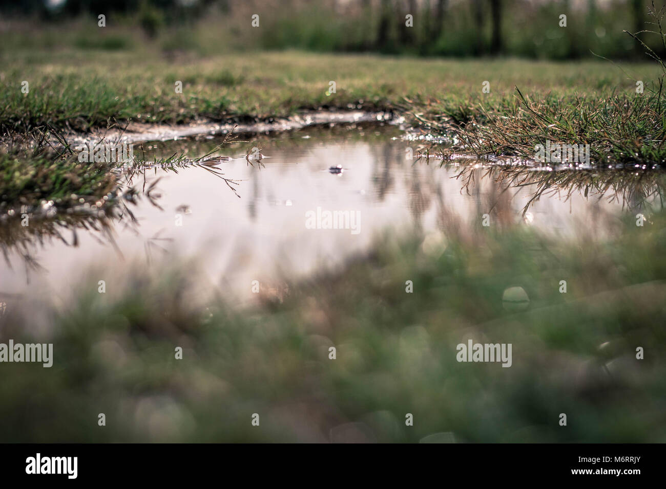 Close up of water puddle in the garden Stock Photo - Alamy