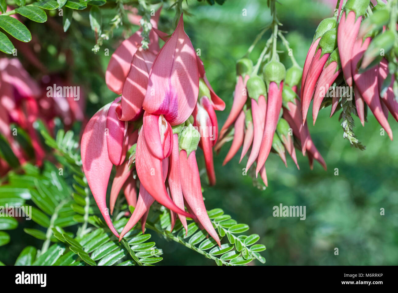 Puniceus hi-res stock photography and images - Alamy