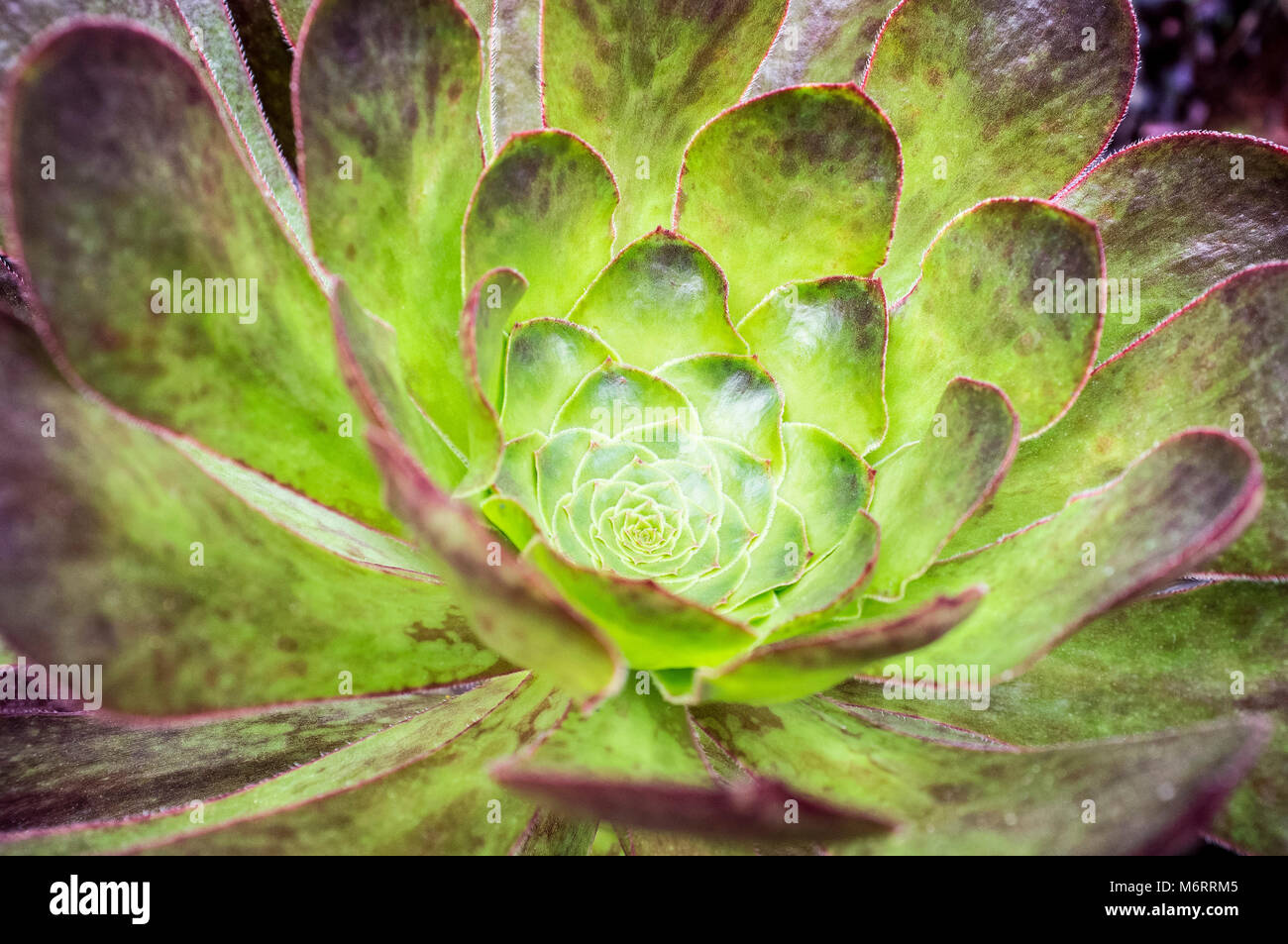 Succulent Aeonium High Resolution Stock Photography and Images - Alamy