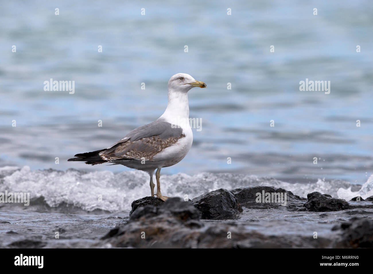 Yellow-legged Gull (Larus michahellis atlantis Stock Photo - Alamy