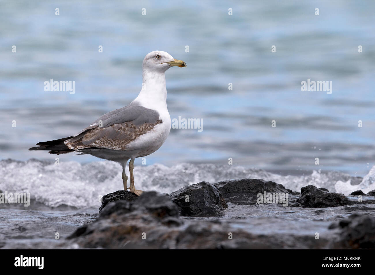 Yellow-legged Gull (Larus michahellis atlantis Stock Photo - Alamy