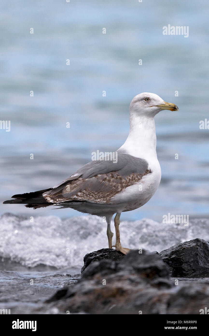 Yellow-legged Gull (Larus michahellis atlantis Stock Photo - Alamy