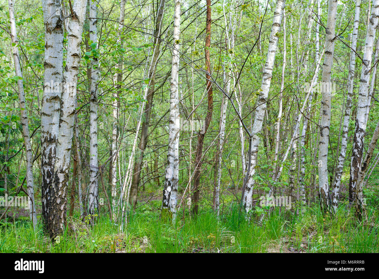beautiful birch tree spring in countryside, czech rural landscape ...