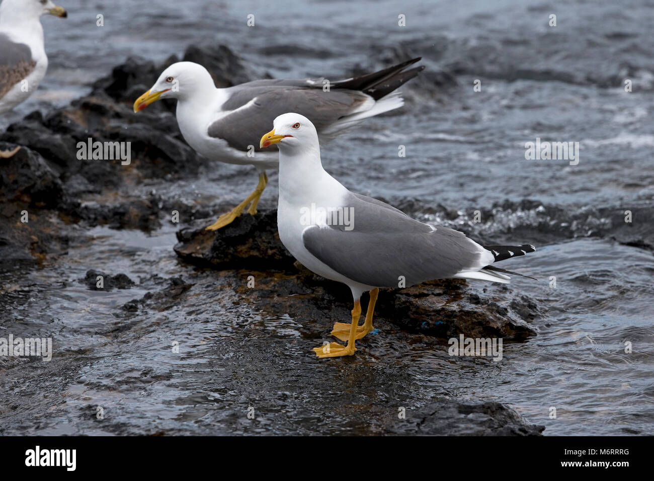 Yellow-legged Gull (Larus michahellis atlantis Stock Photo - Alamy