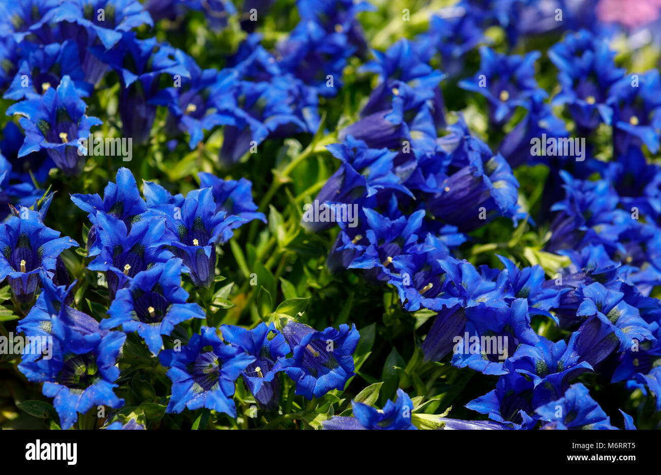 Trumpet gentiana blue flower in spring garden background Stock Photo ...