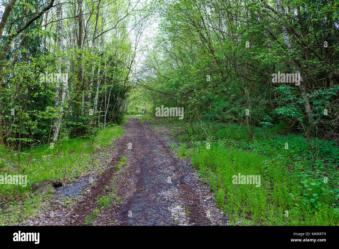 countryside rural deciduous forest path in spring time Stock Photo - Alamy