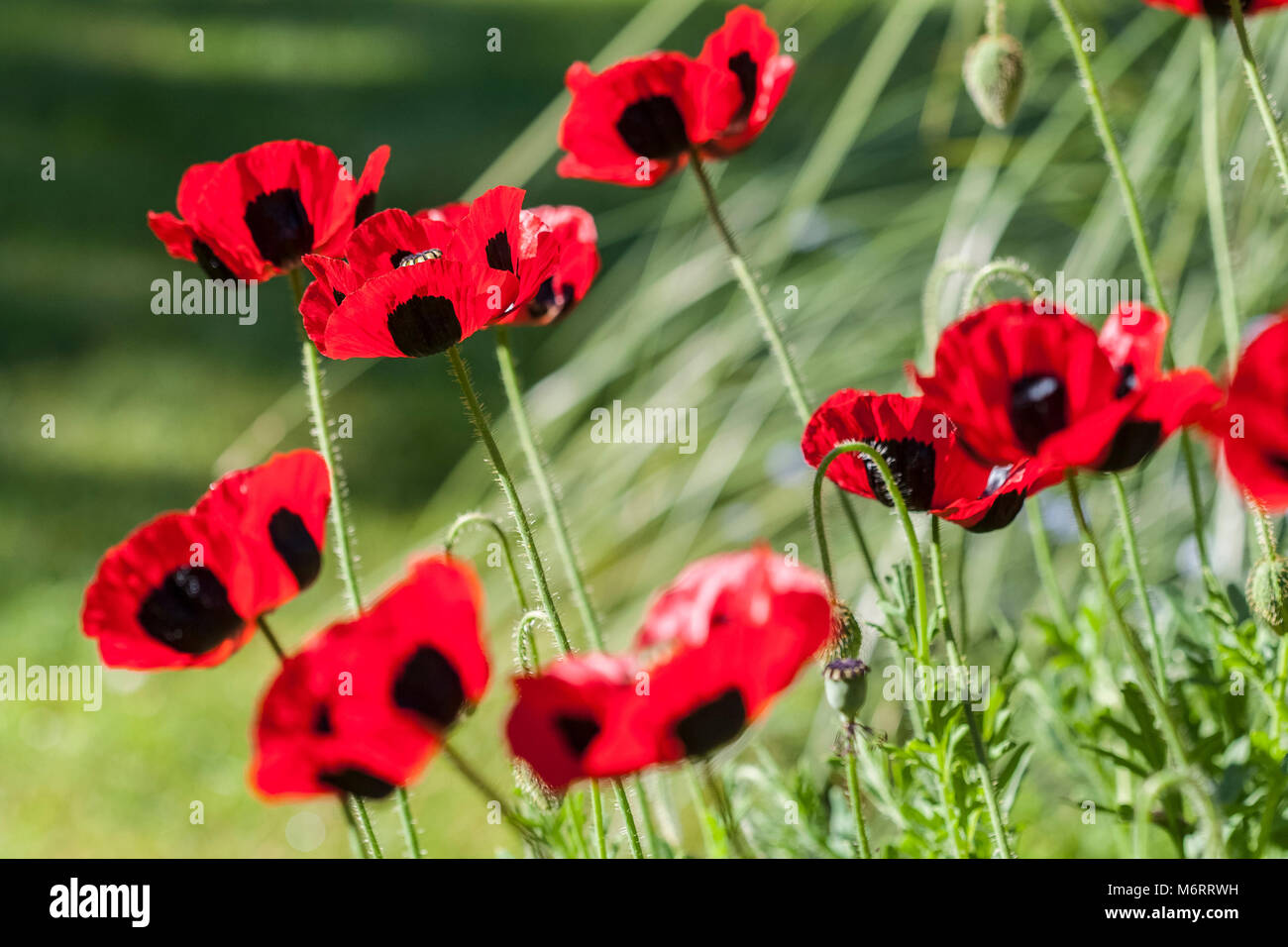 Ladybird poppy - Papaver commutatum Stock Photo - Alamy