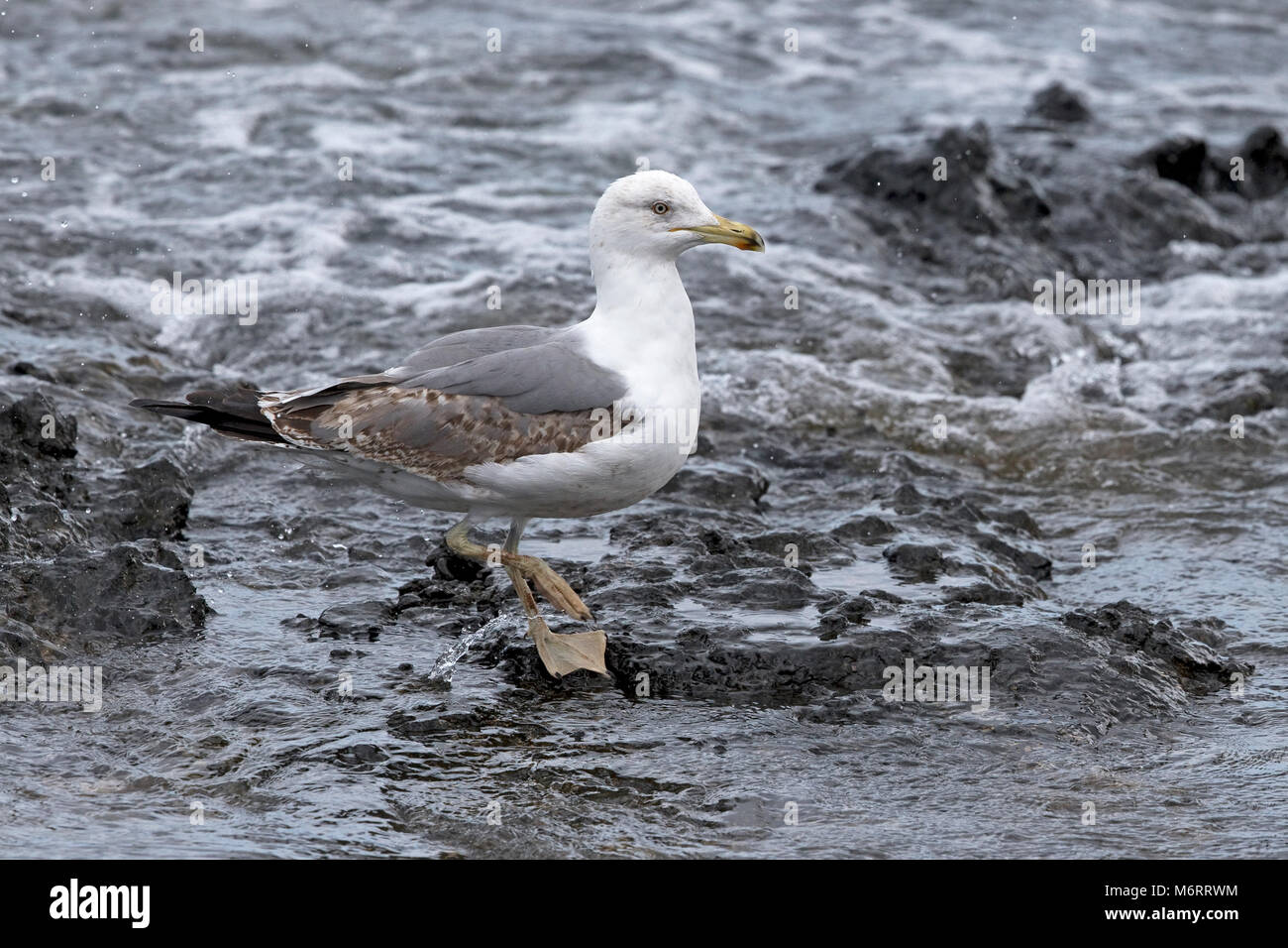 Yellow-legged Gull (Larus michahellis atlantis Stock Photo - Alamy
