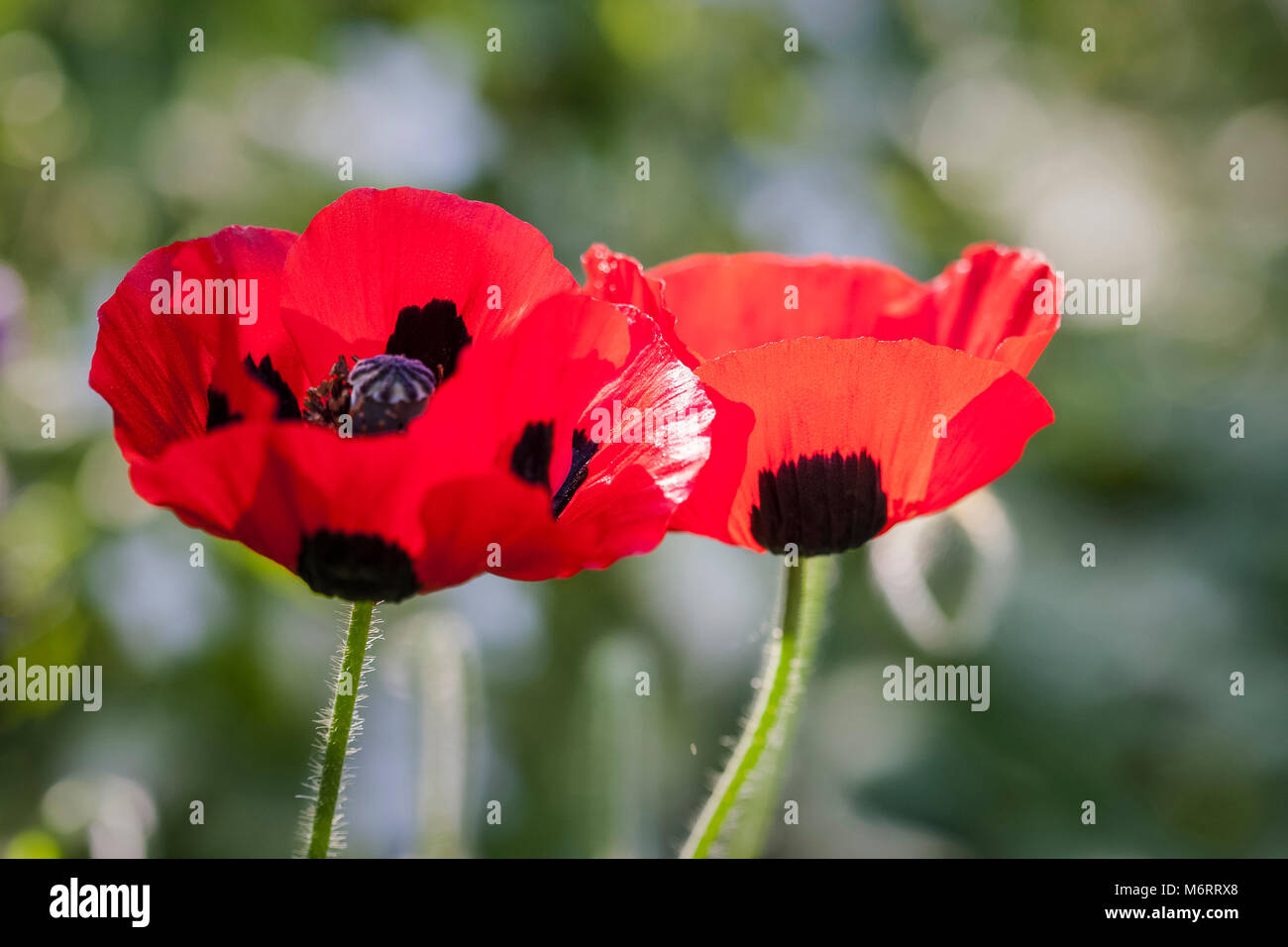 Ladybird poppy - Papaver commutatum Stock Photo - Alamy
