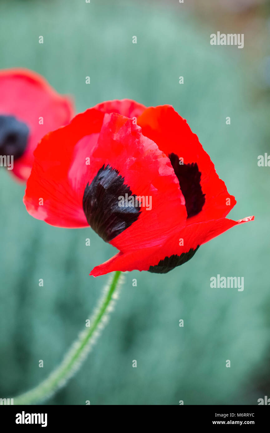 Ladybird poppy - Papaver commutatum Stock Photo - Alamy