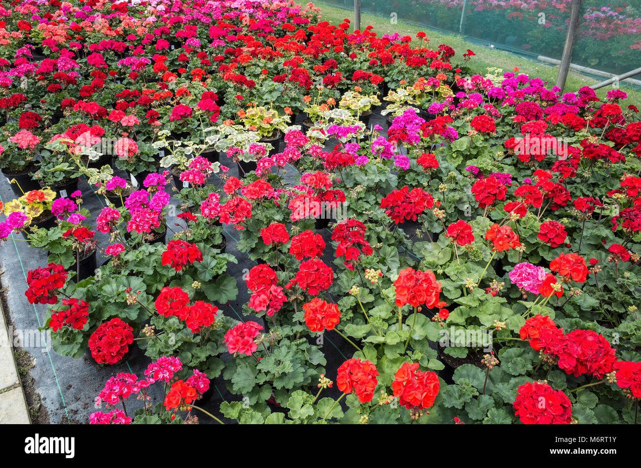Potted Geraniums High Resolution Stock Photography and Images - Alamy