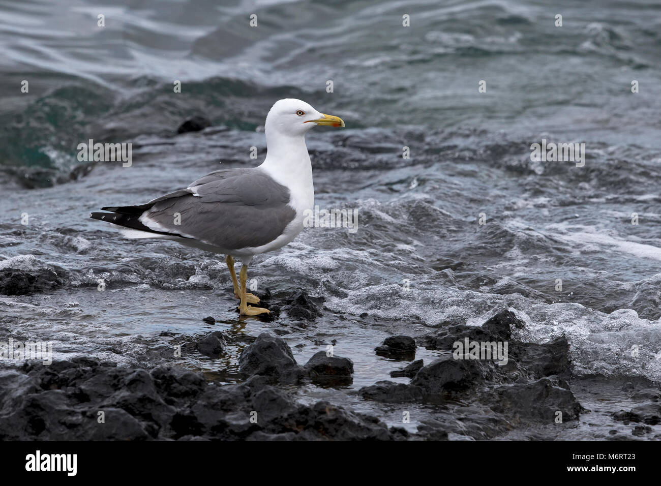 Yellow-legged Gull (Larus michahellis atlantis Stock Photo - Alamy