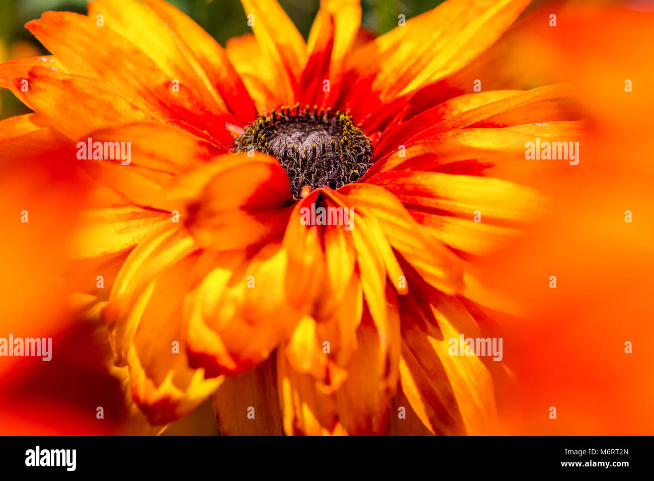Orange Gerbera Flower - "Mega Revolution Stock Photo - Alamy